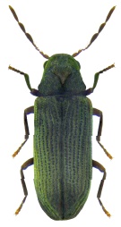 Anobiidae Palaearktische Region