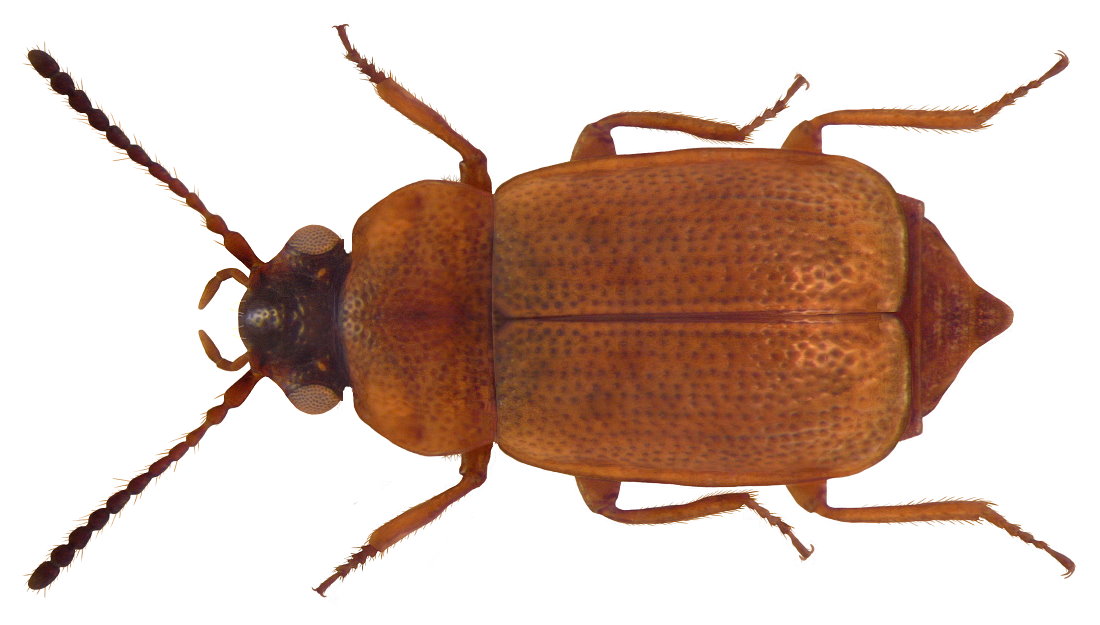 Anthobium atrocephalum