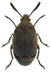 Bruchidae Palaearktische Region