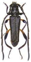 Cerambycinae