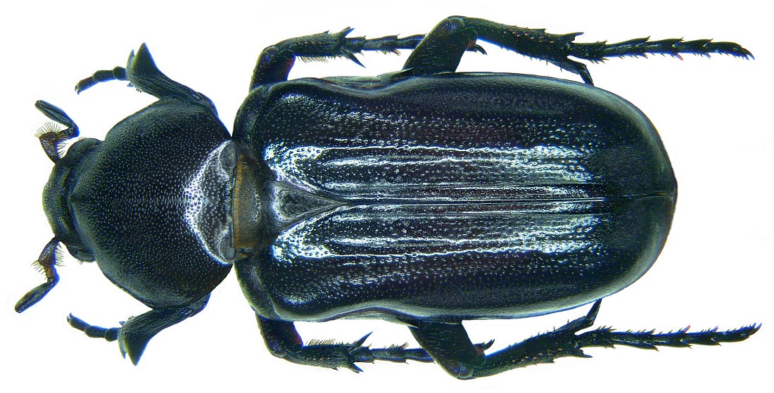 Coenochilus maurus