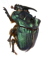 Coprophanaeus