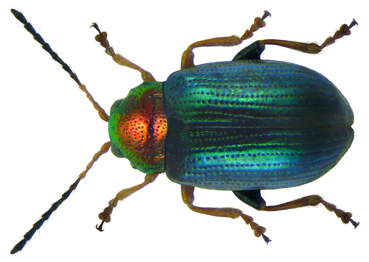 Crepidodera aurata