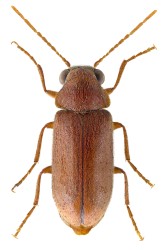 Anobiidae Palaearktische Region
