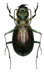 Carabidae Äthiopische Region
