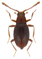 Scydmaenidae