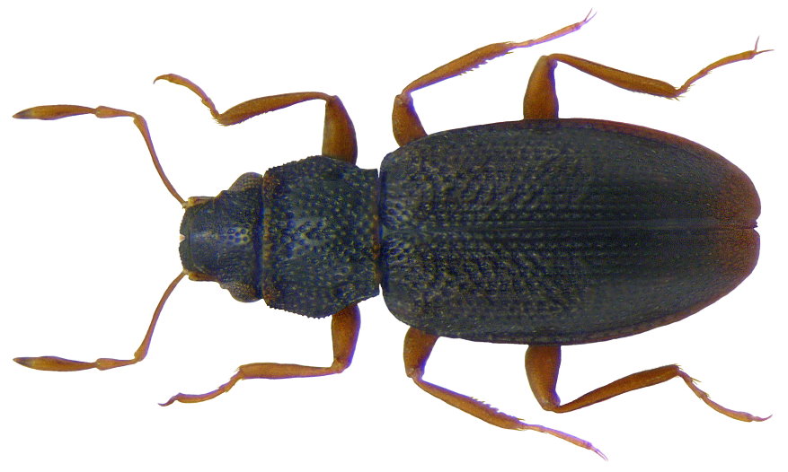 Hydraena riparia