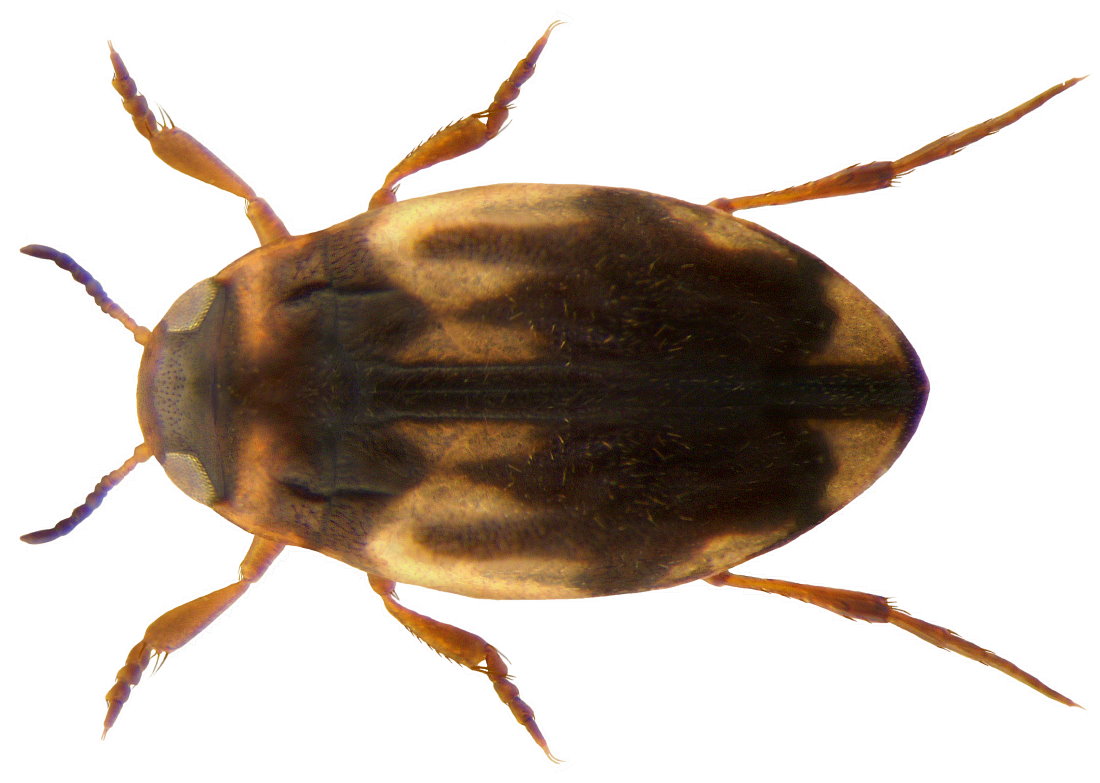 Hydroglyphus pusillus