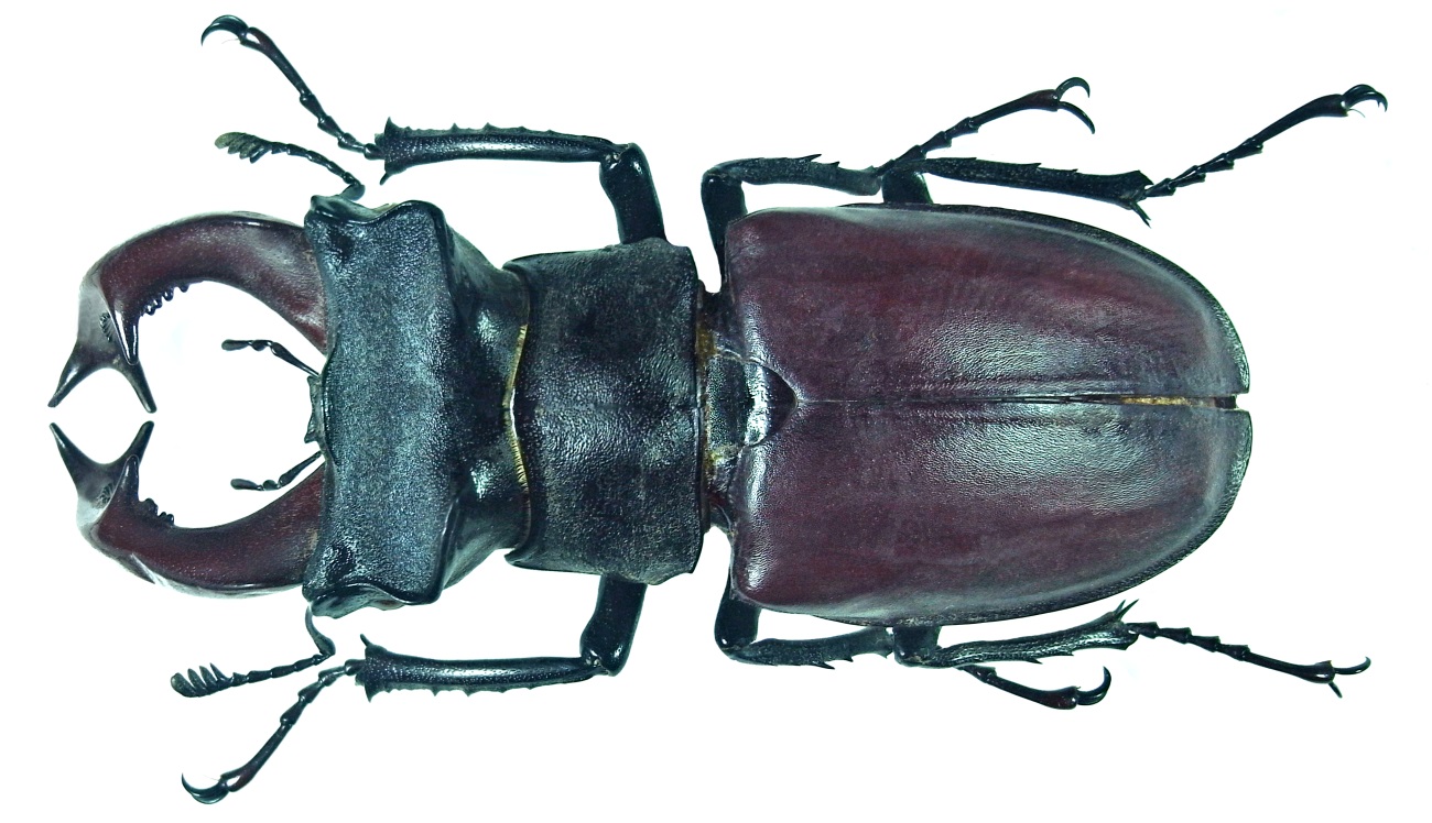 Lucanus cervus