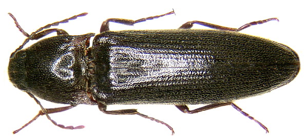 Melanotus rufipes