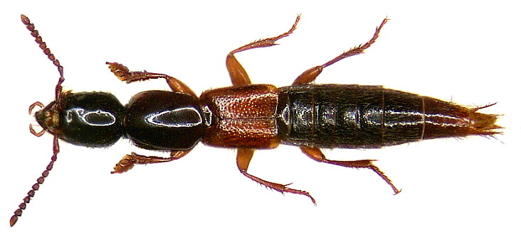Othius punctulatus