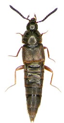Oxypoda