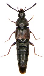 Oxypoda