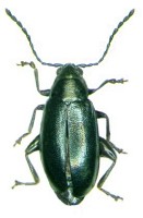Phyllotreta