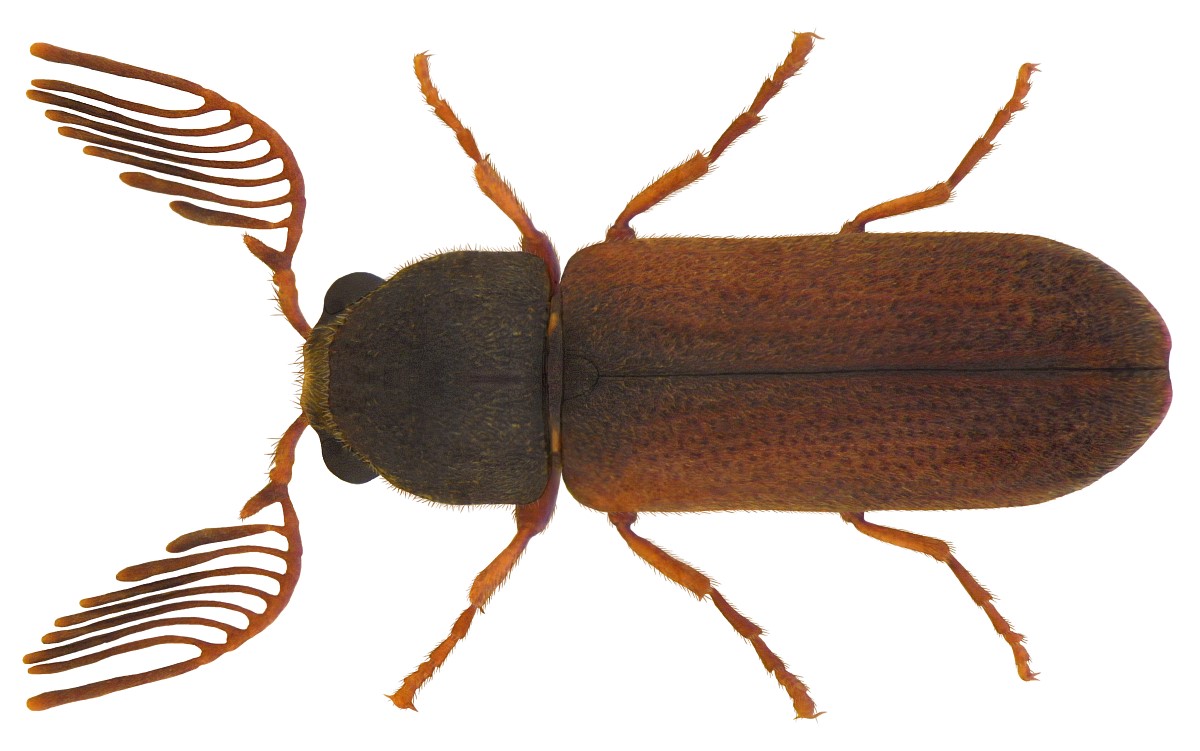 Ptilinus pectinicornis