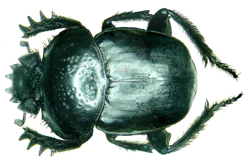 Scarabaeus semipunctatus