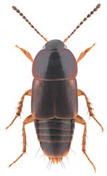 Tachinus