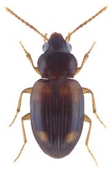 Carabidae Äthiopische Region