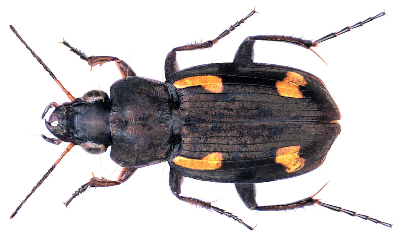 Tetragonoderus quadrisignatus
