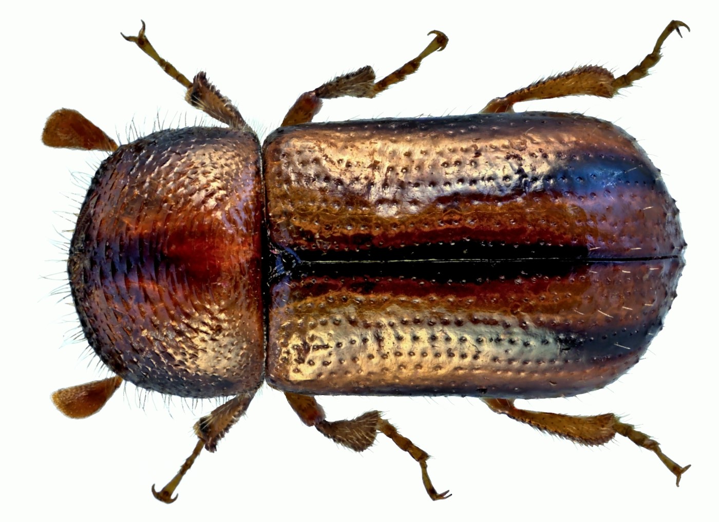 Trypodendron signatum