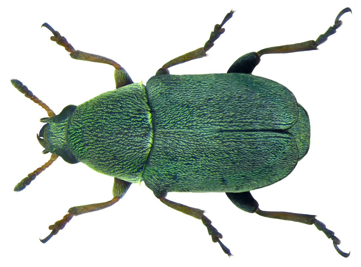 Urodon rufipes